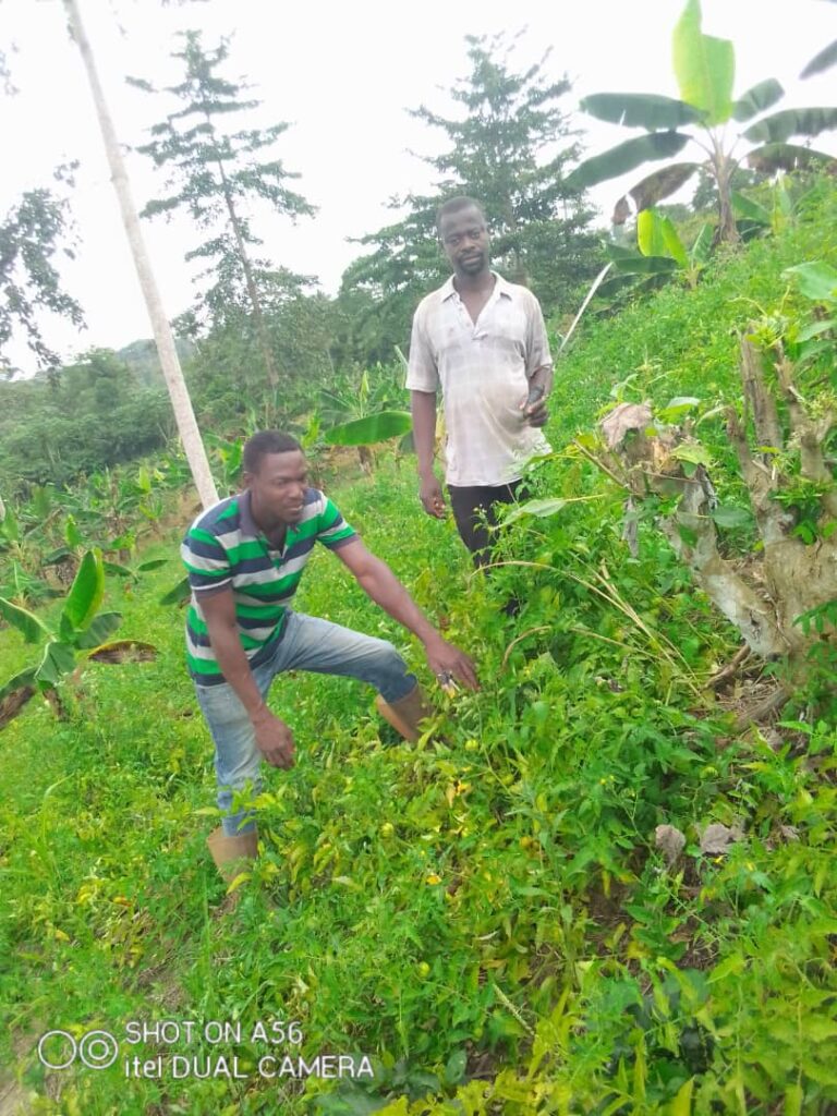 VISIT TO SAMREBOI TOMATO FARM – Wawma