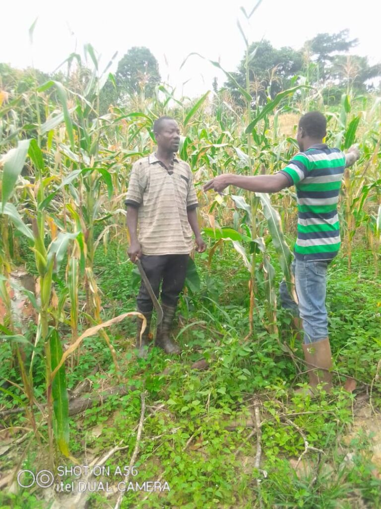VISIT TO SAMREBOI TOMATO FARM – Wawma